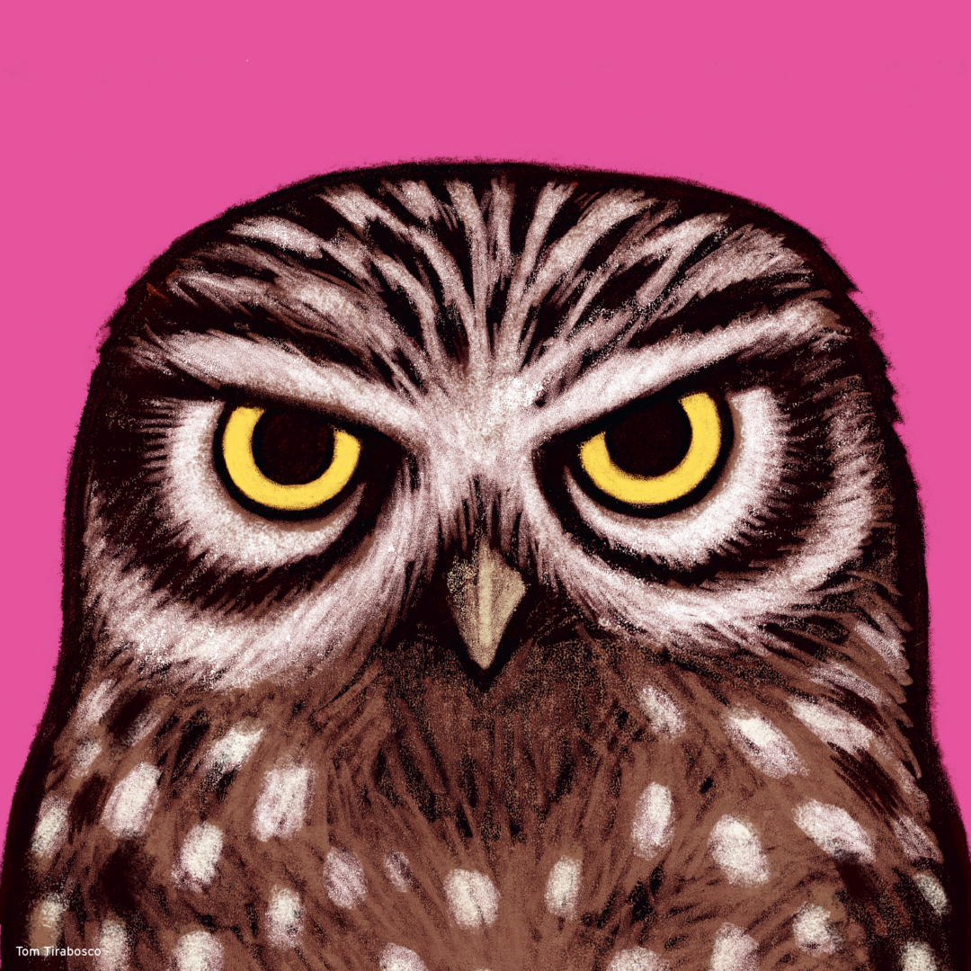 Le charivari des animaux ・ slpj